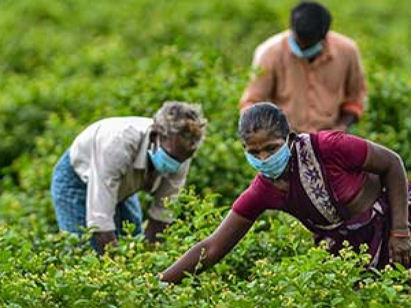 Kisan Diwas: National Farmers’ Day a Day to Honour and Remember the ...