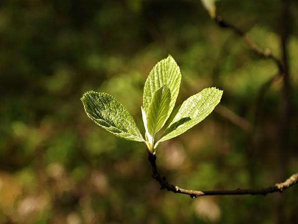 Scope and Career Opportunities in M.Sc Botany - Careerindia