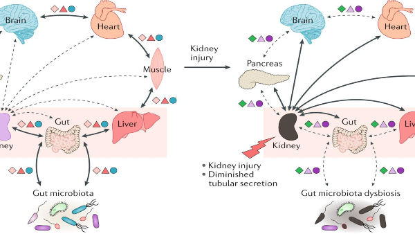 IIT Madras creates the 'MultiCens' method for inter-organ communication ...