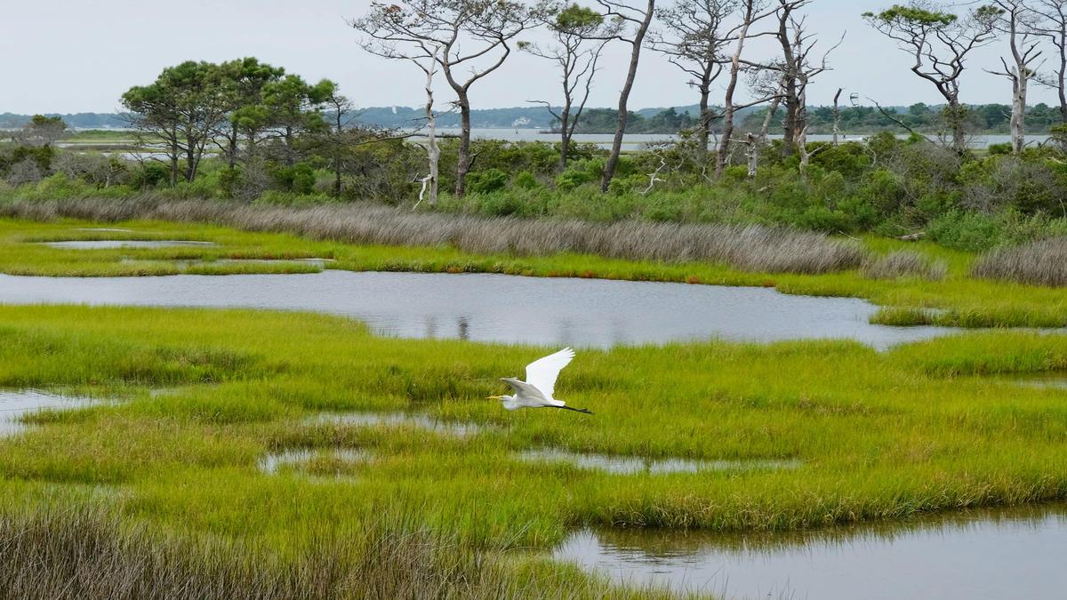 World Wetland Day 2024; History, Importance and more - Careerindia