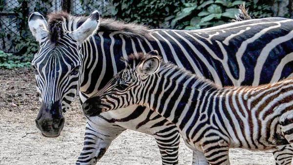 Thought for the Day: International Zebra Day - 31 January 2025 ...